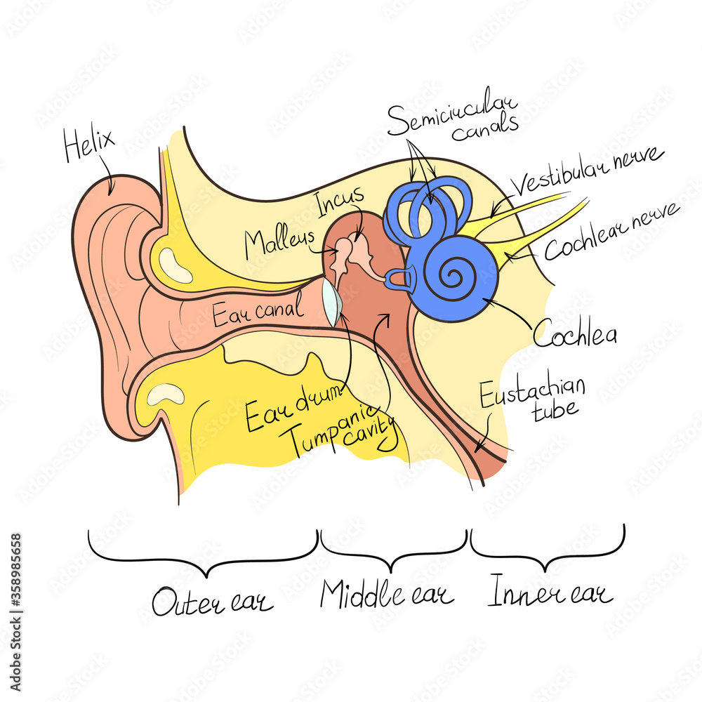 ear anatomy outline vector illustration Stock Vector | Adobe Stock