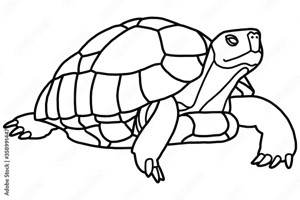 Graphic Indian star tortoise drawn in line art style isolated on white ...