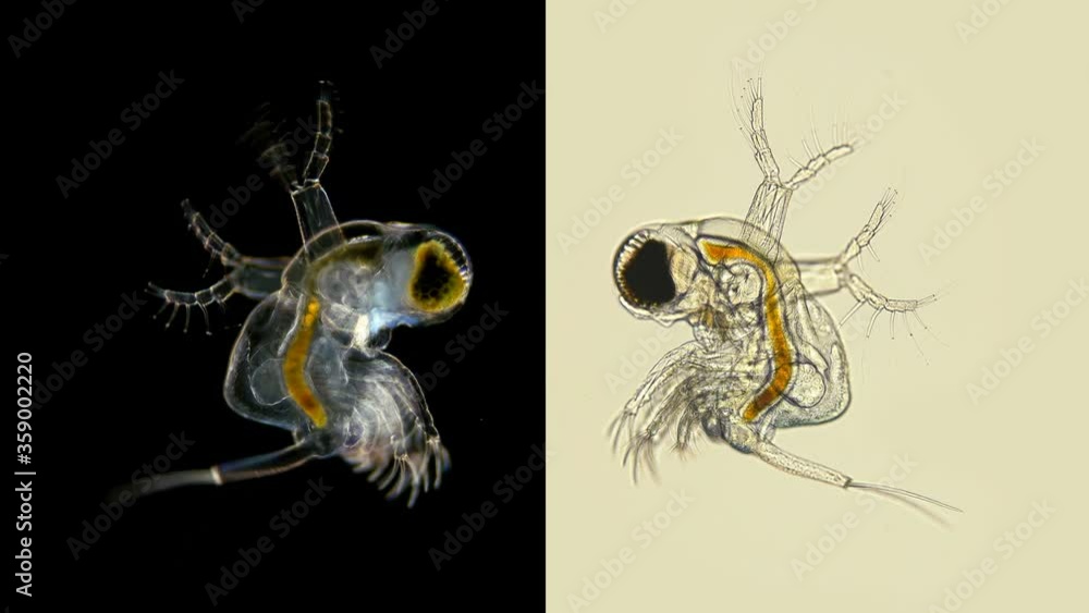 zooplankton under a microscope, the predatory water flea Polyphemus ...