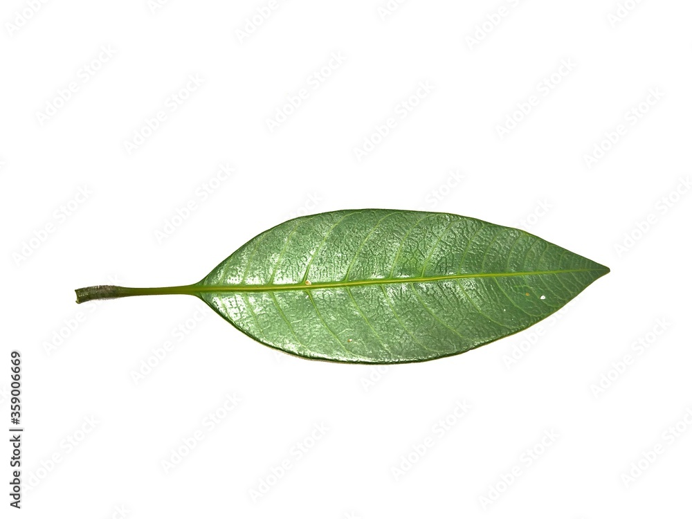Mango Leaf Stock Photos. This photo is taken i india by vishal singh ...