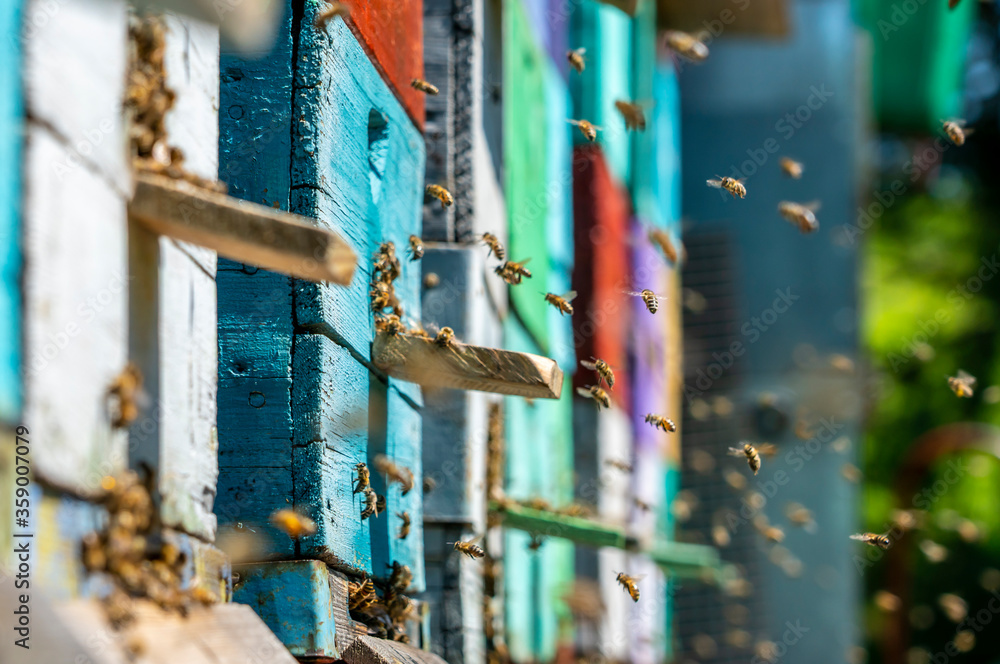 colored bee hives, the bees return to their hives carrying honey with ...