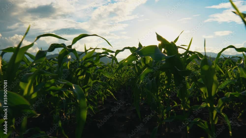 Camera POV view of farmer walking through corn field with sunbeam in ...