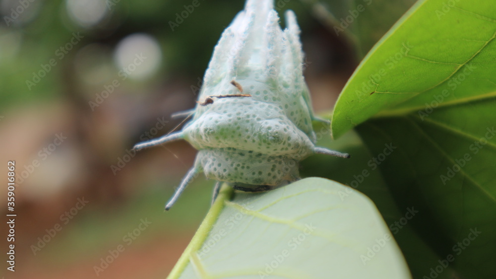 Atlas at moth (Attacus atlas) Is a large saturniid moth found in the ...