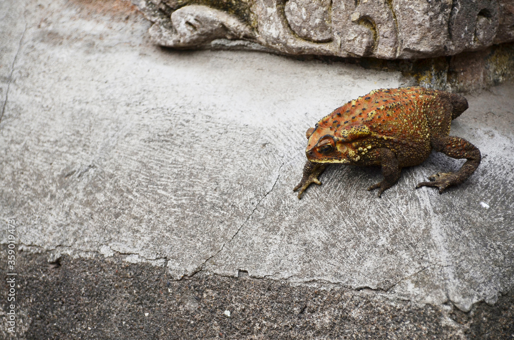 Toad is a common name for certain frogs, especially of the family ...