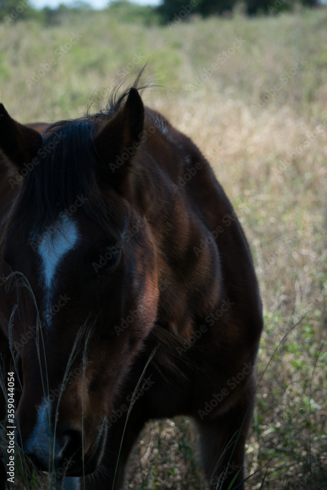 caballo rojizo descansando y protegiéndose del sol bajo de un árbol ...