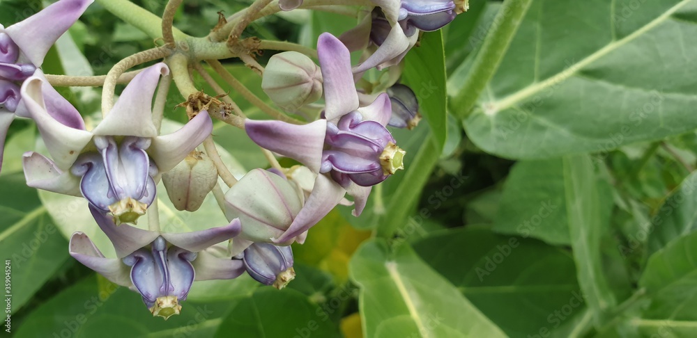 Fotka „Bunch of clown flower, it's called many names "Calotropis ...