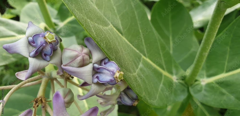 Foto de Bunch of clown flower, it's called many names "Calotropis ...
