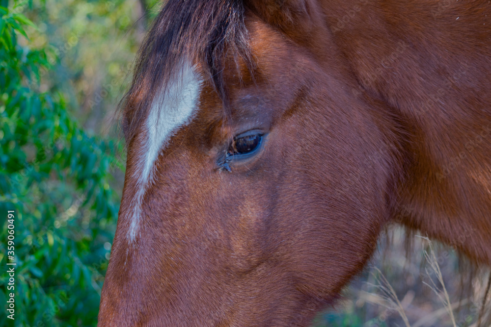 caballo rojizo descansando y protegiéndose del sol bajo de un árbol ...