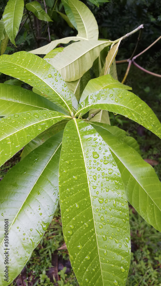 "Alstonia macrophylla" the hard alstonia, hard milkwood or big-leaved ...