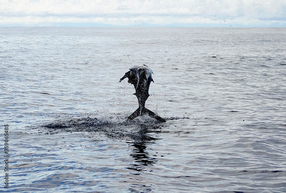 hooked fish jumping, sailfish Stock Photo | Adobe Stock