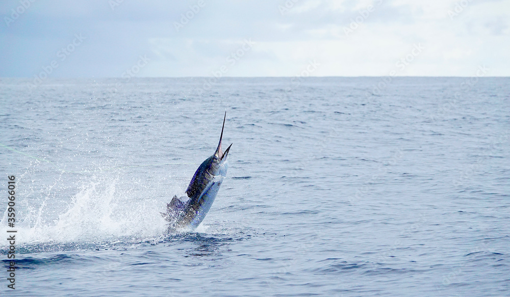 sailfish jumping sportfishing Stock Photo | Adobe Stock