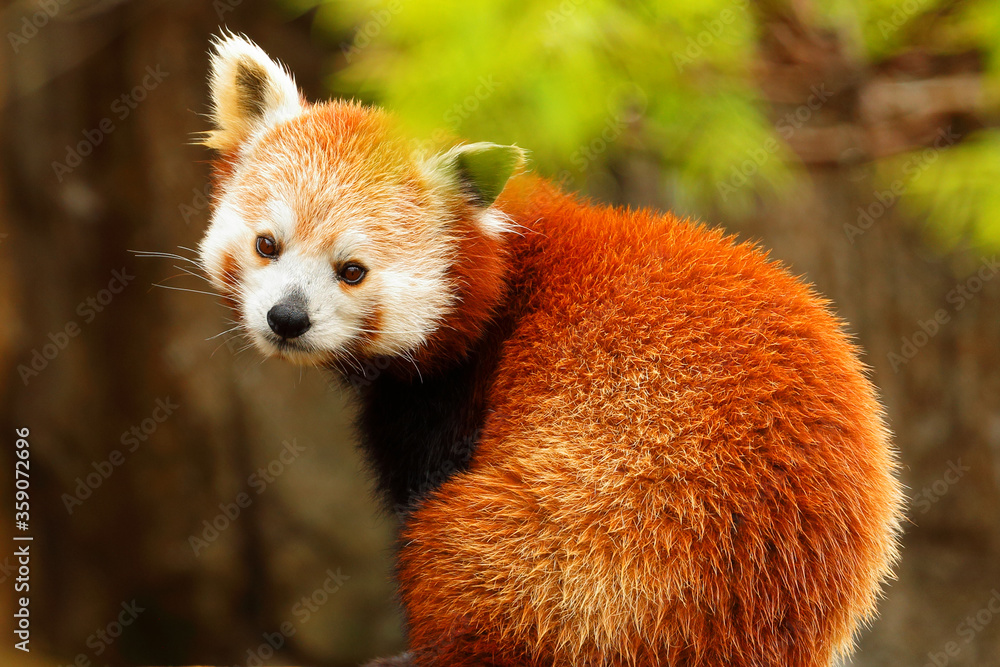 Closeup of red Panda, Also called the lesser panda, and the red cat ...