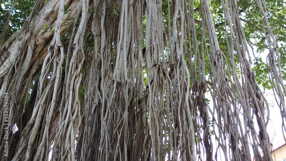 Ficus benghalensis, commonly known as the banyan, banyan fig and Indian ...