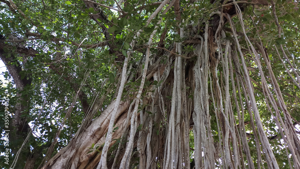 Ficus benghalensis, commonly known as the banyan, banyan fig and Indian ...