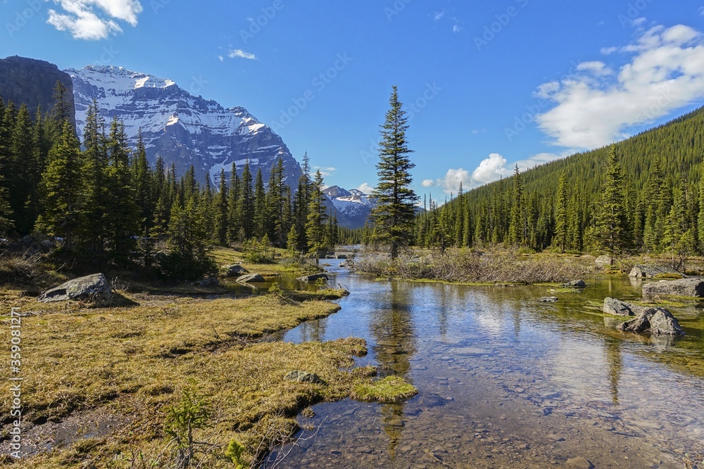 Isolated Pine Tree and Alpine Meadow Landscape Scenery near Moraine ...