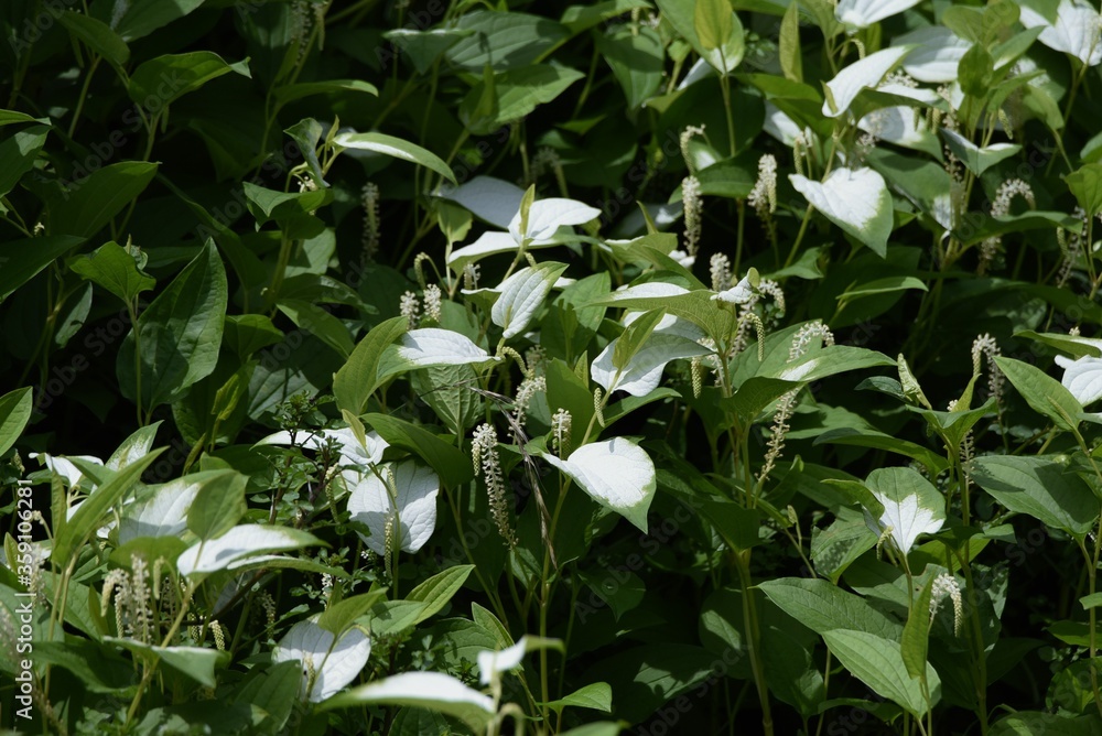 The Chinese lizard's tail (Saururus chinensis) is a It is a Saururaceae ...