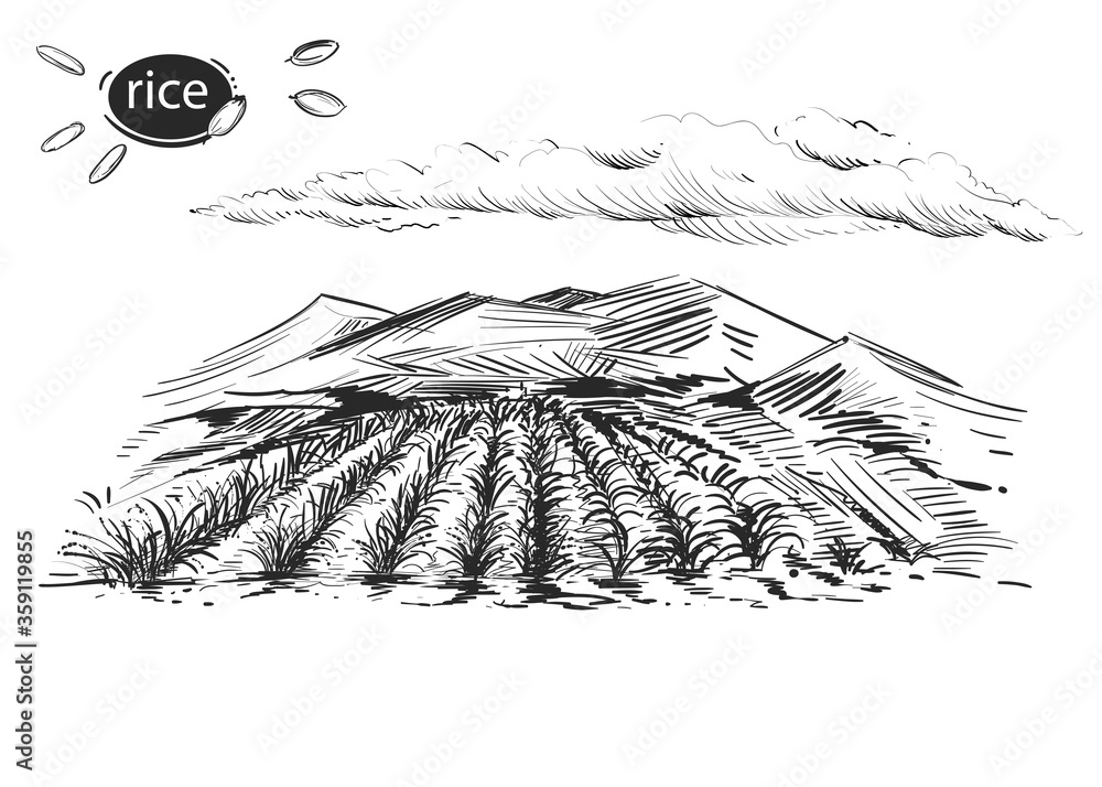 Detailed hand drawn black and white illustration of rice grain, plant ...