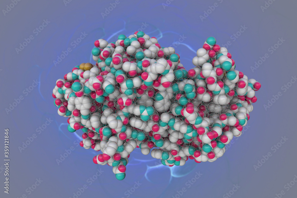 Space-filling molecular model of human salivary amylase, an important ...