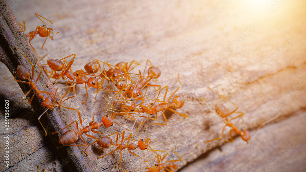 Ant action standing. Red imported fire ant, Action of Formicidae. Work ...
