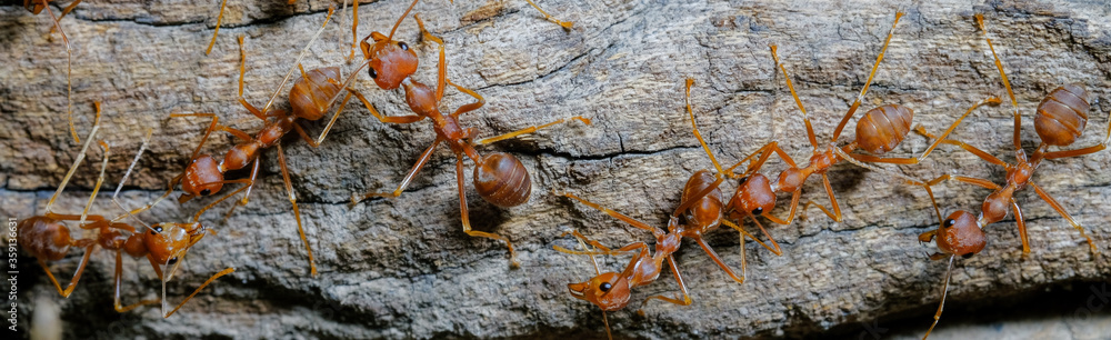 Ant action standing. Red imported fire ant, Action of Formicidae. Work ...