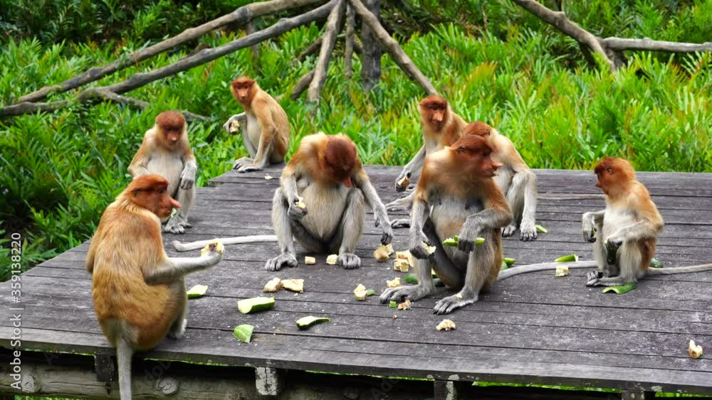 Wild Proboscis monkey or Nasalis larvatus, in the rainforest of island ...