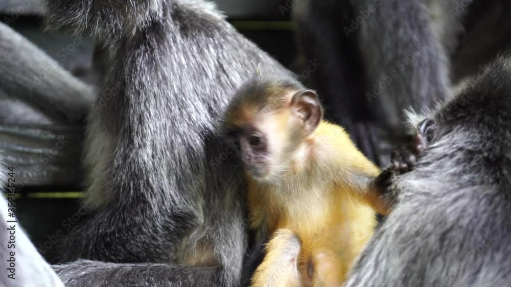 Silvery lutung baby monkey, Trachypithecus cristatus, also known as the ...