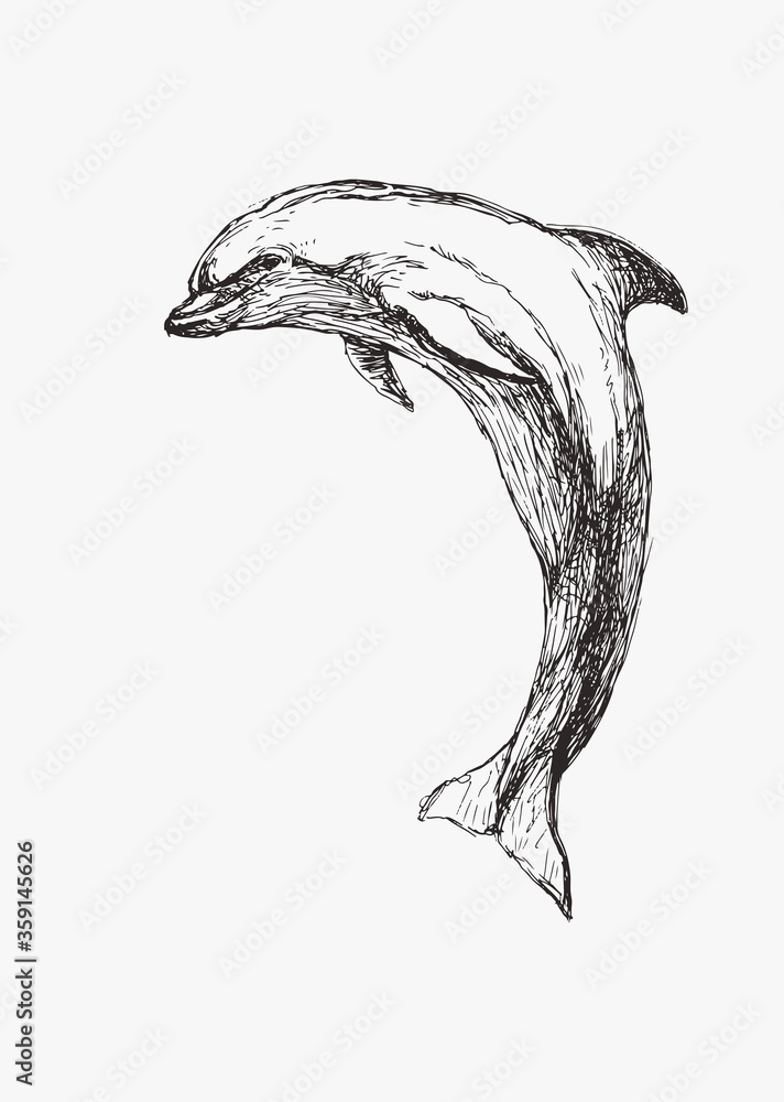 Vector hand drawn illustration of dolphin isolated on white. Sketch of ...
