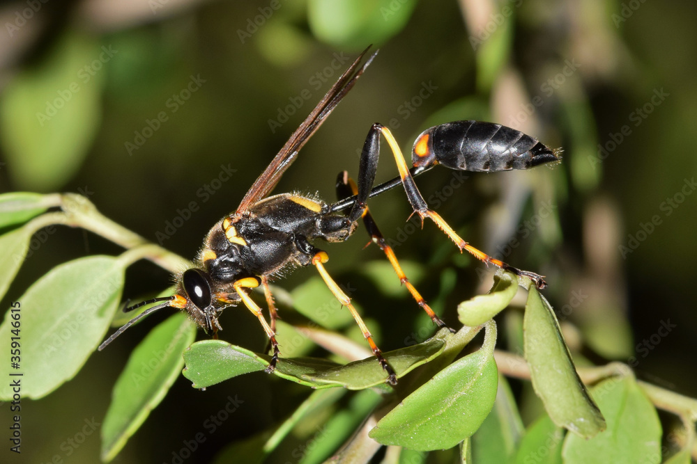 Mud Dauber Wasp