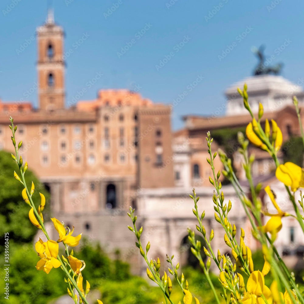yellow flowers in front of blurred Roman forum background, the ...