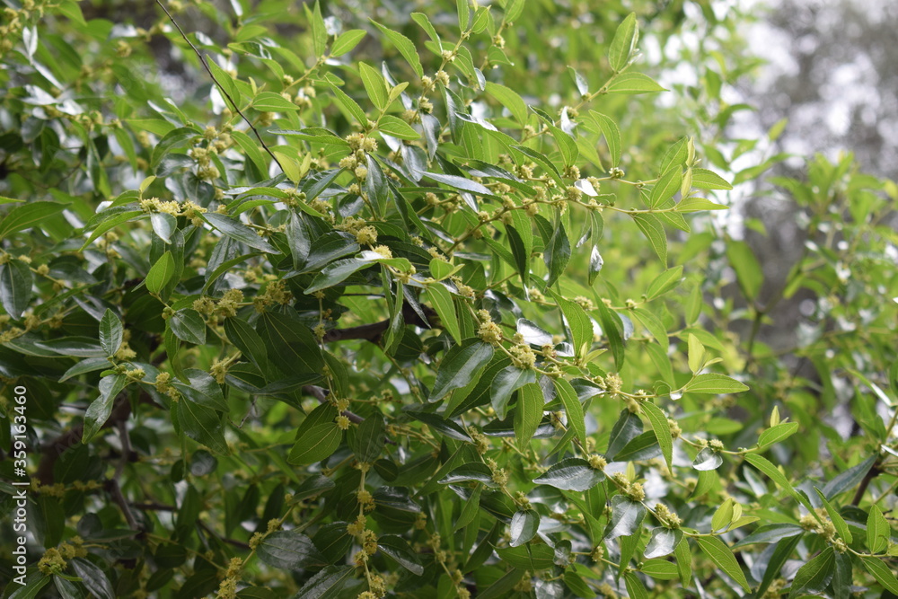 Foliage of Ziziphus jujuba tree, a plant known also as natsume or tsao ...