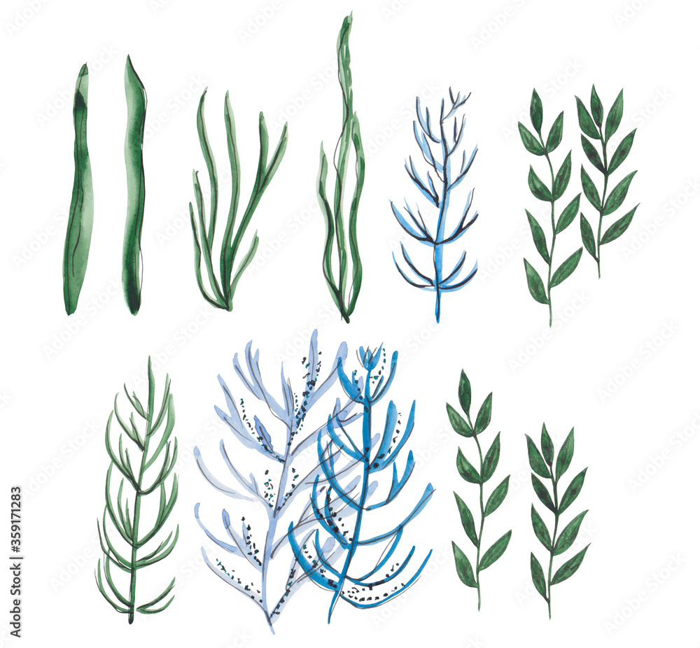 Watercolor illustrations of seaweeds. Hand painted sketch of green and ...
