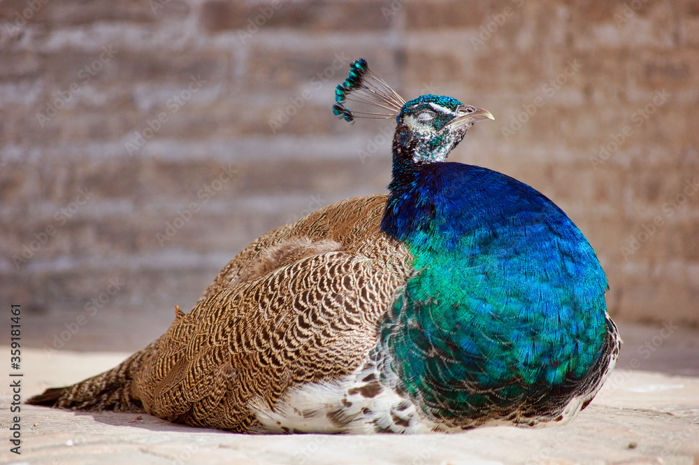 Proud peacock sleeping in the sun outside a Madrassa in Bukhara ...