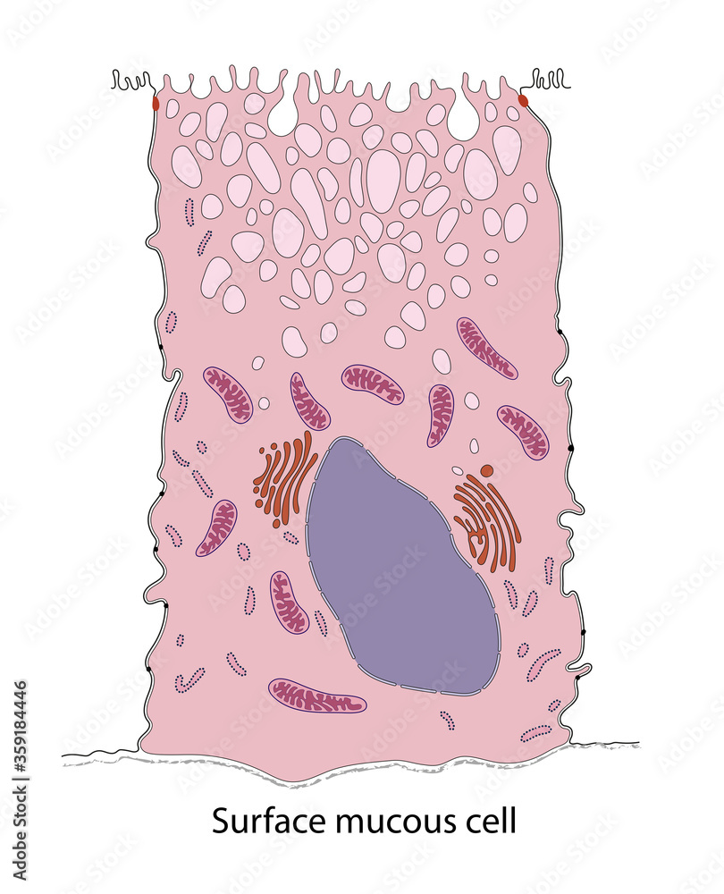 Diagram of surface mucous cell from the bat stomach Stock Illustration ...