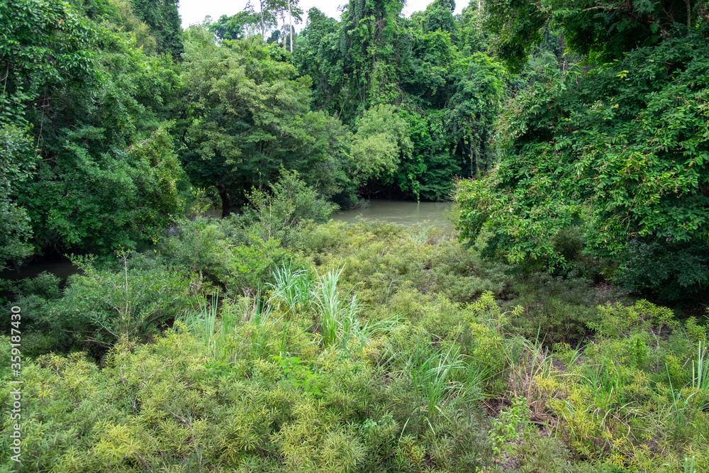 The fertile forests and rivers that flow through in Thailand are both ...