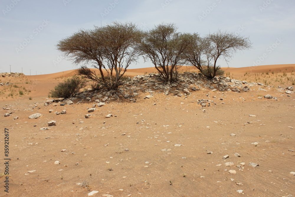 Hot and arid desert sand dunes terrain in Sharjah emirate in the United ...