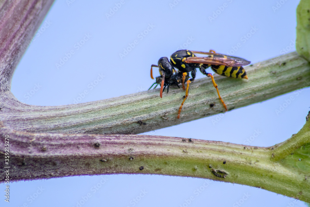 Yellow jacket wasp coming back from a hunt for food eating a ladybug ...