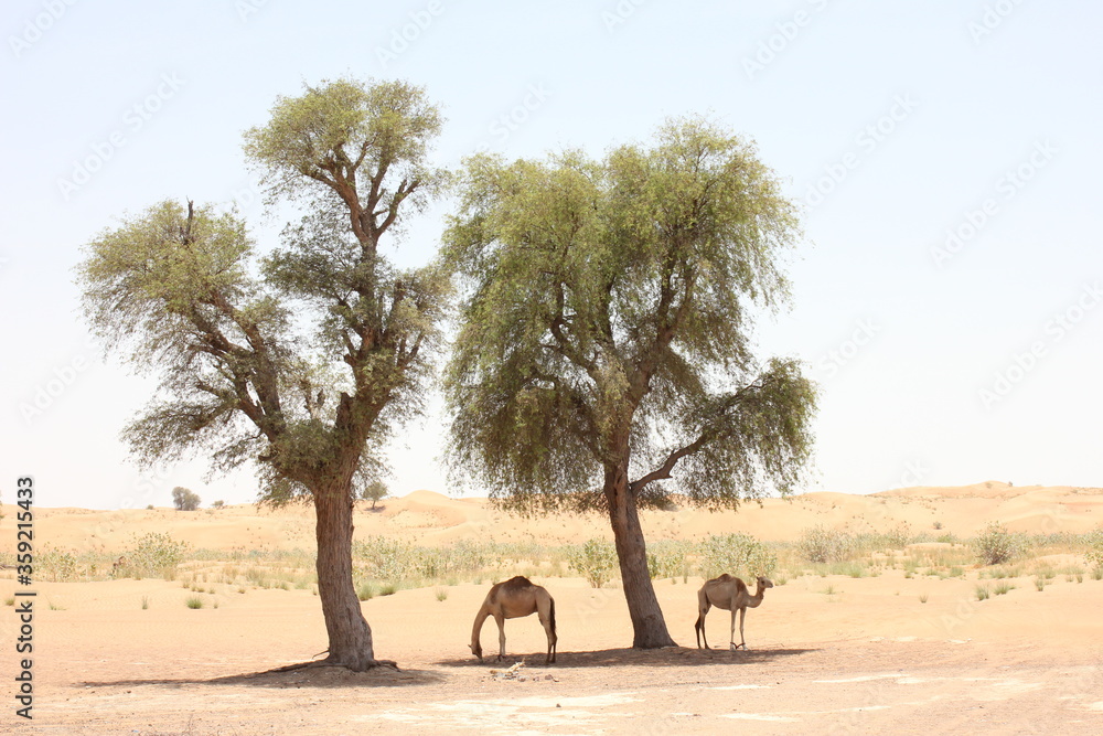Drought-resistant evergreen 'Ghaf' trees (Prosopis cineraria) in desert ...