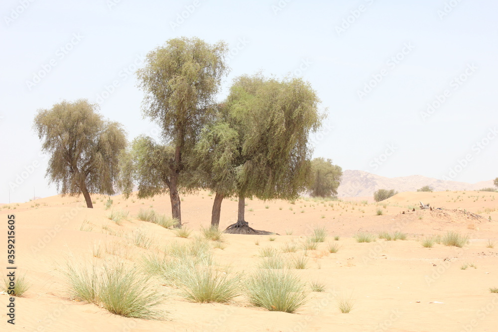 Drought-resistant evergreen 'Ghaf' trees (Prosopis cineraria) in desert ...