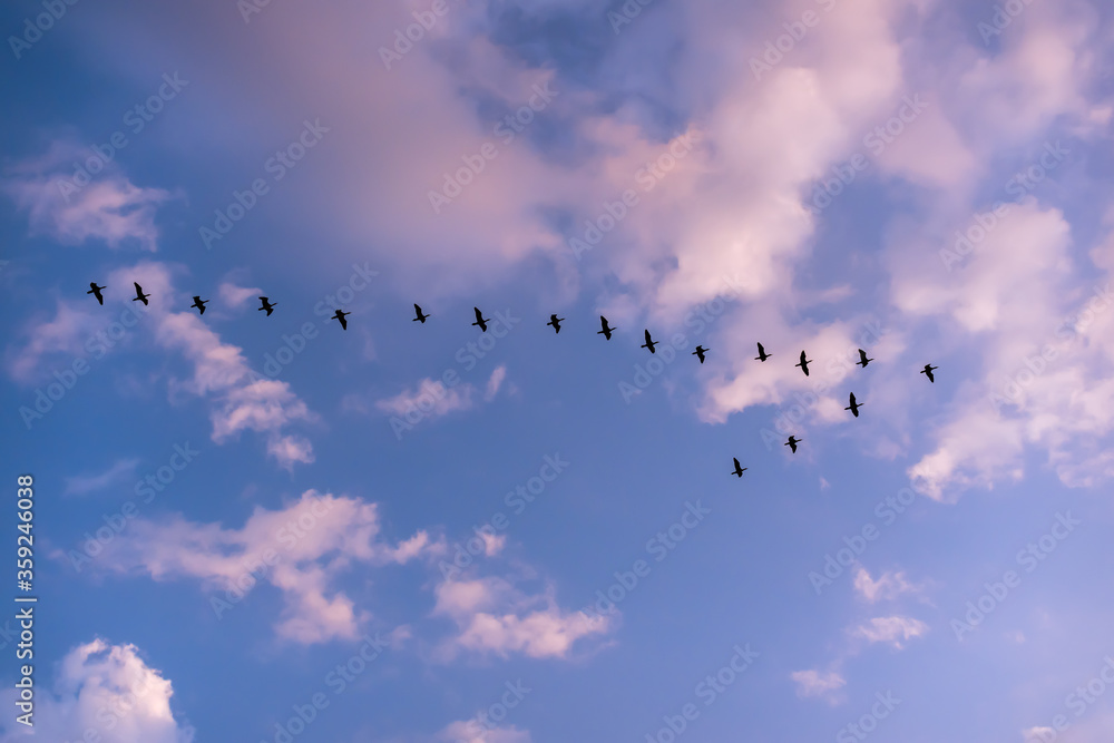 Birds flying in V form shape in blue sky clouds Stock Photo | Adobe Stock