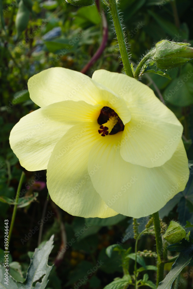 Vertical image of sunset hibiscus (Abelmoschus manihot), also known as ...