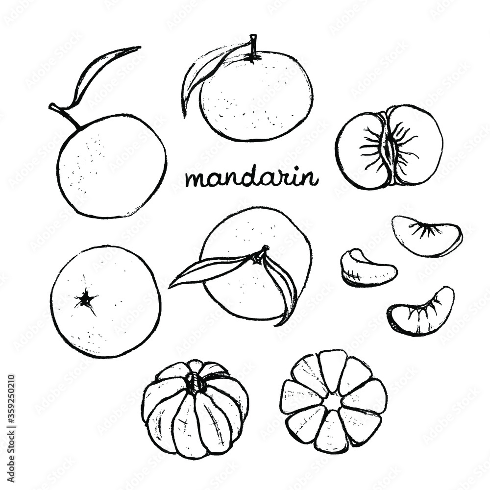 Mandarin. Black line pencil sketch collection of fruits and berries ...