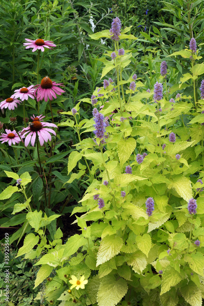 Vertical image of a plant of 'Golden Jubilee' anise hyssop (Agastache ...
