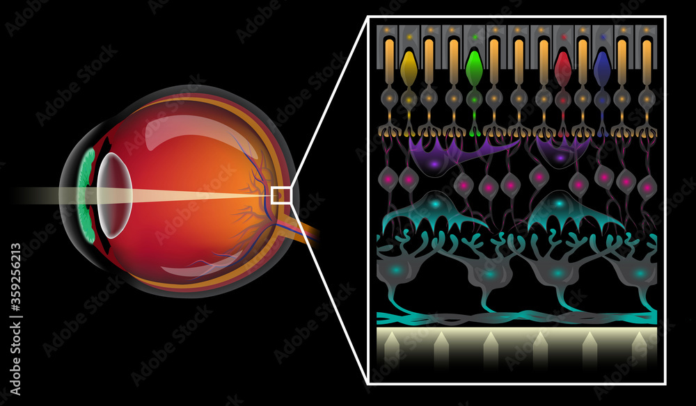 Eye structure and the different layers of retinal cells Stock ...