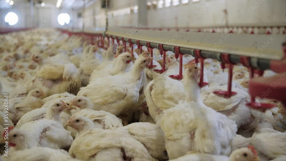 Poultry farm. Chickens for fattening on a modern poultry farm. Lots of ...