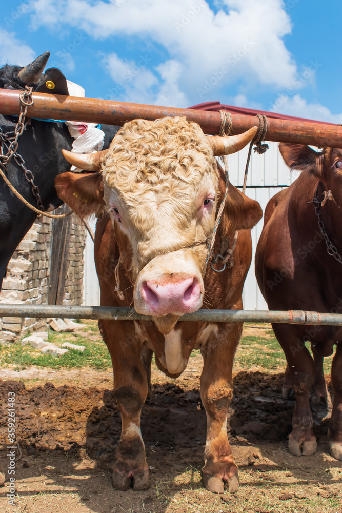 Muslim holiday. Eid al-Adha. Cows, oxen and calves waiting for the ...