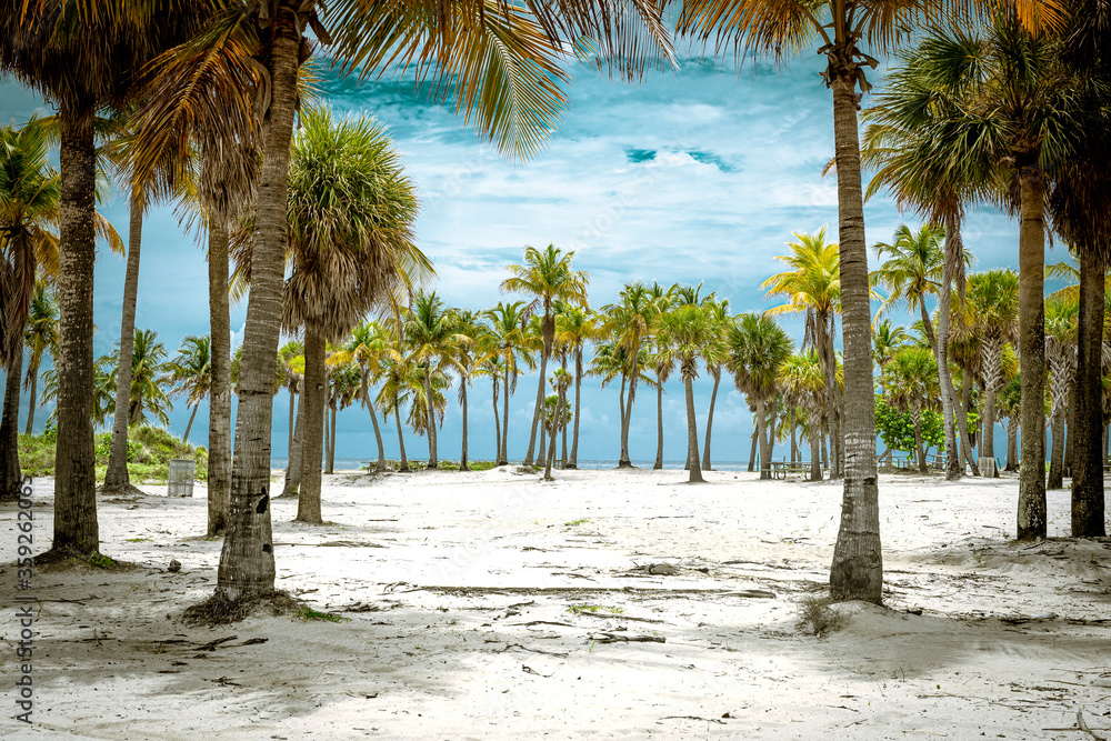 Palmeras y playa Stock Photo | Adobe Stock