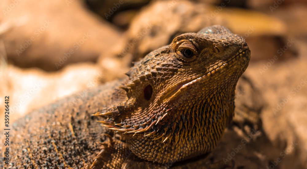 Pogonas are a species of agamidae family. He lives in the desert areas ...