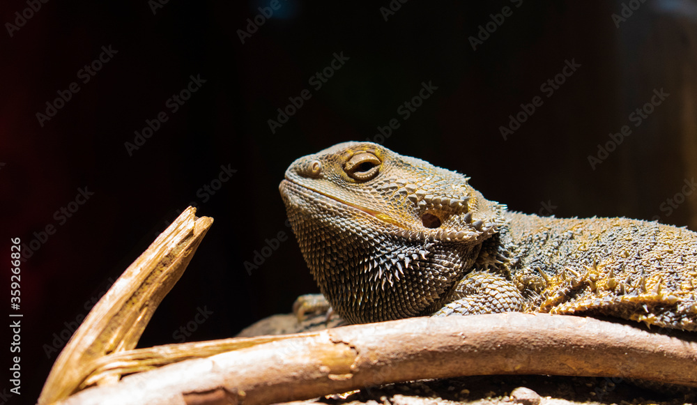 Pogonas are a species of agamidae family. He lives in the desert areas ...