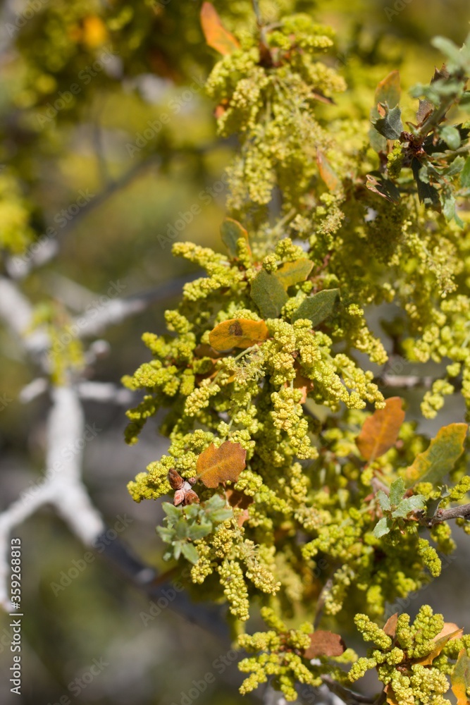 Light green Catkin flowers of Muller Oak, Quercus Cornelius-mulleri ...