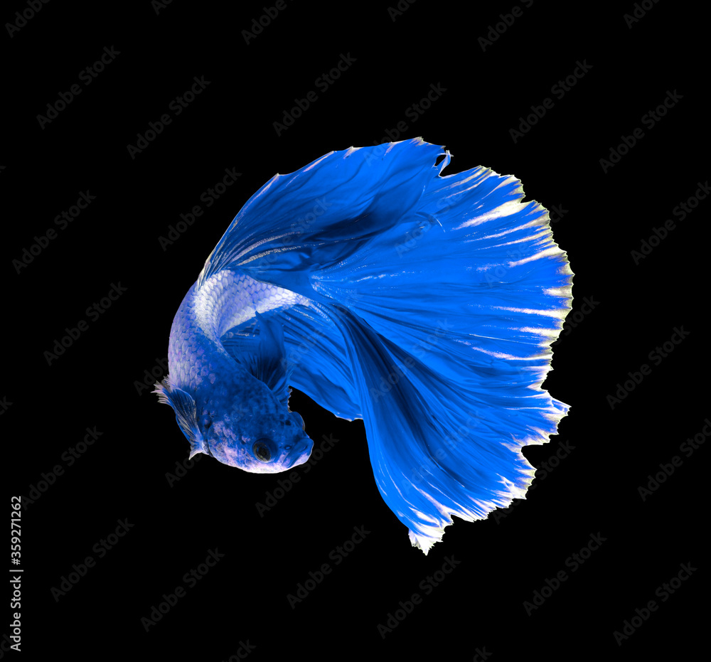 Beautiful color blue dragon siamese fighting fish in Thailand, betta ...